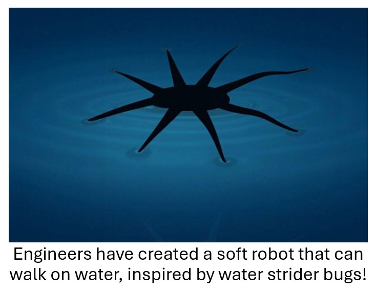 Water Strider-Inspired Soft Robot – Into Tomorrow with Dave Graveline